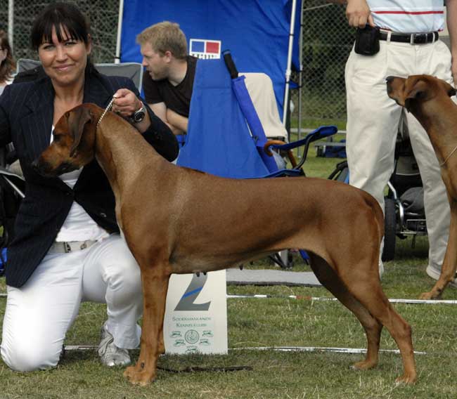 African Braveheart - Rhodesian Ridgebacks