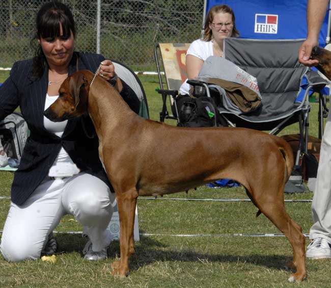 African Braveheart - Rhodesian Ridgebacks