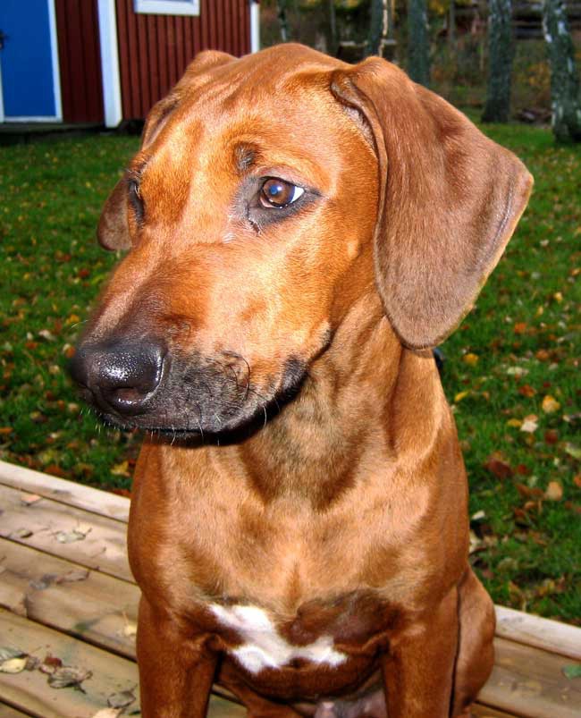 African Braveheart - Rhodesian Ridgebacks