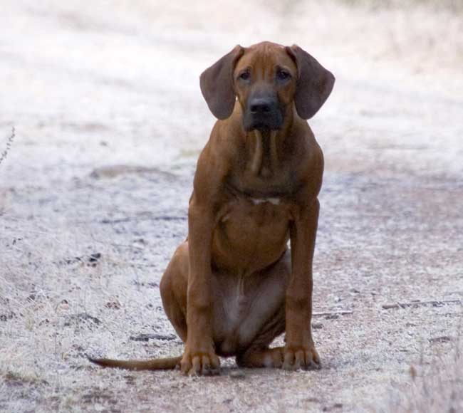 African Braveheart - Rhodesian Ridgebacks