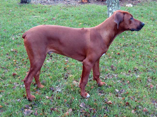 African Braveheart - Rhodesian Ridgebacks
