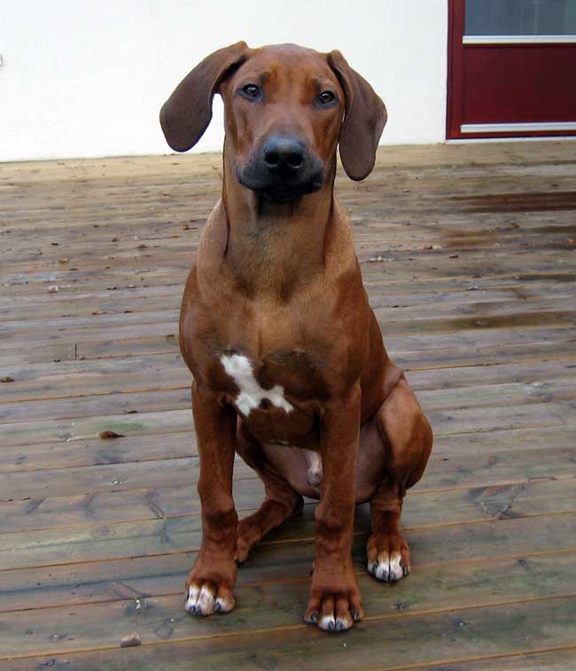 African Braveheart - Rhodesian Ridgebacks