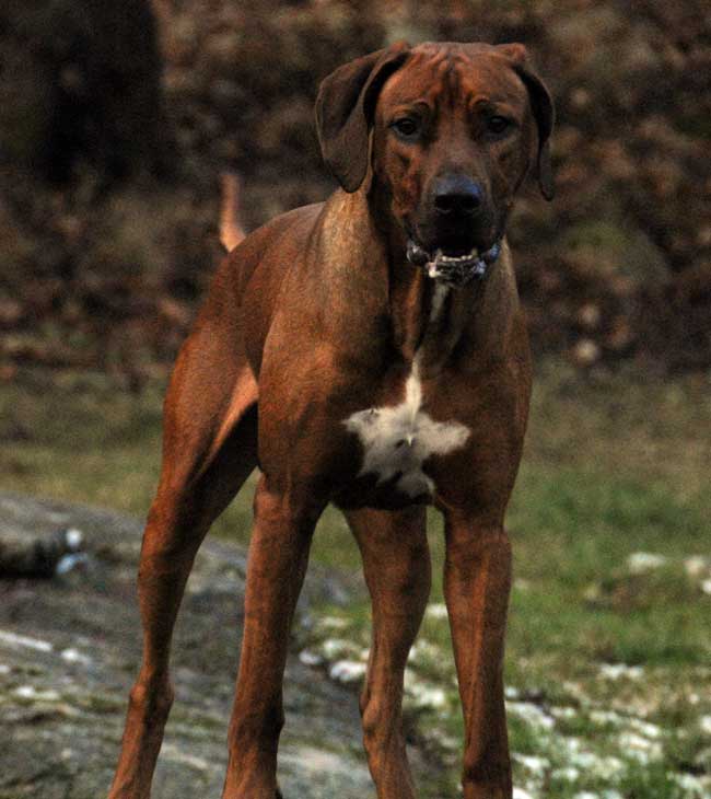 African Braveheart - Rhodesian Ridgebacks