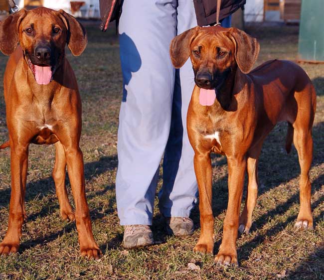 African Braveheart - Rhodesian Ridgebacks