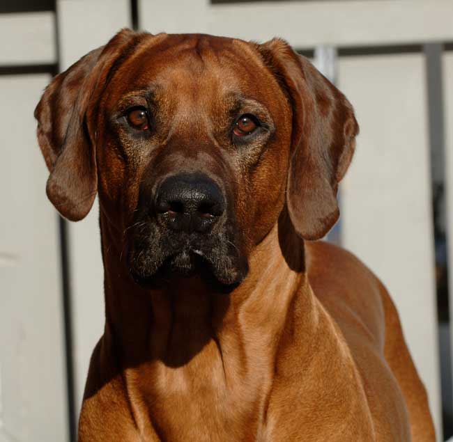 African Braveheart - Rhodesian Ridgebacks