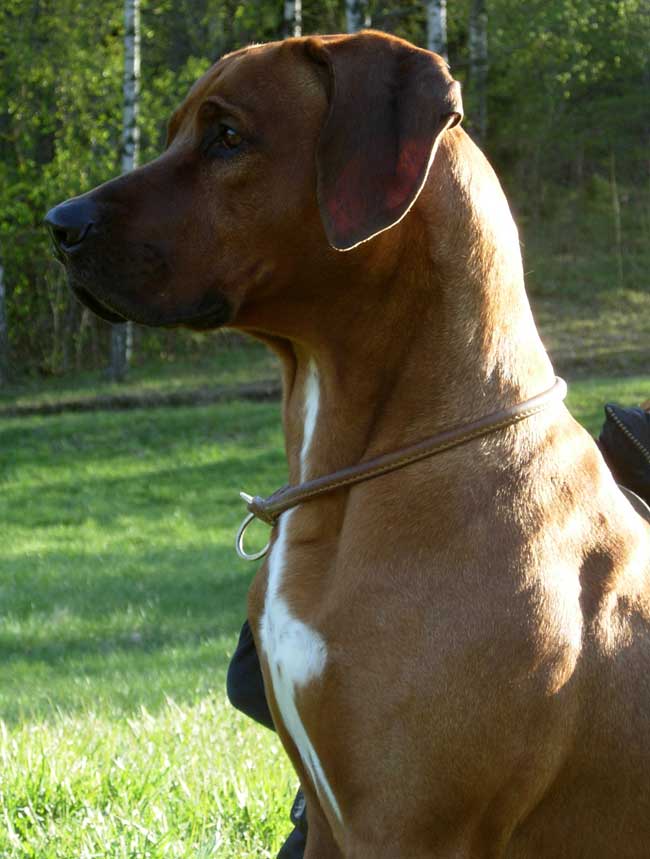 African Braveheart - Rhodesian Ridgebacks