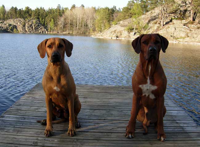 African Braveheart - Rhodesian Ridgebacks