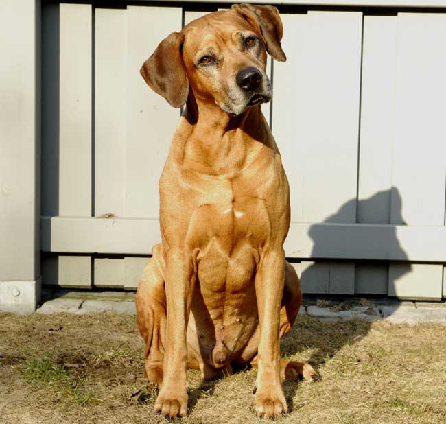 African Braveheart - Rhodesian Ridgebacks