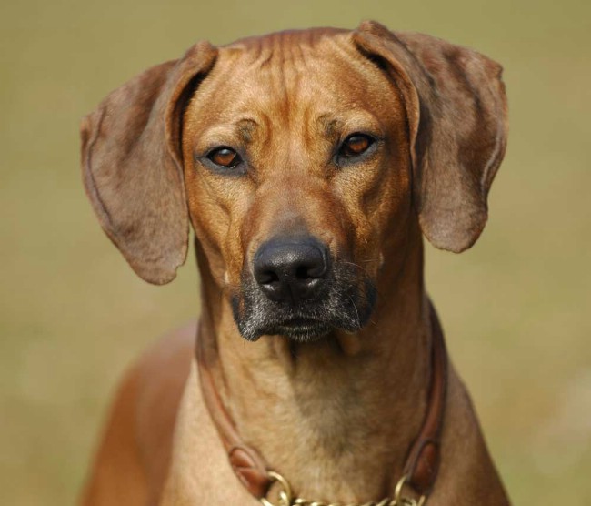 African Braveheart - Rhodesian Ridgebacks