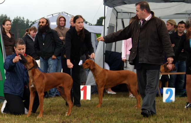 African Braveheart - Rhodesian Ridgebacks
