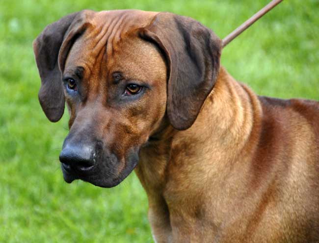 African Braveheart - Rhodesian Ridgebacks