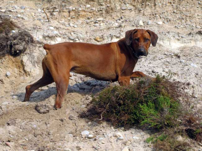 African Braveheart - Rhodesian Ridgebacks