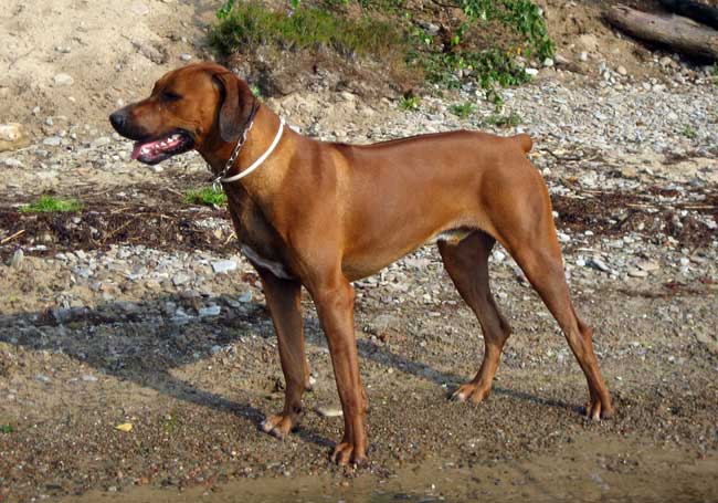 African Braveheart - Rhodesian Ridgebacks
