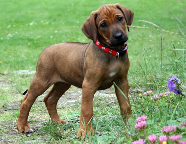African Braveheart - Rhodesian Ridgebacks