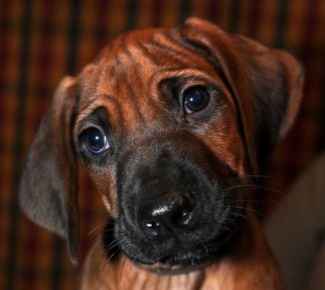 African Braveheart - Rhodesian Ridgebacks